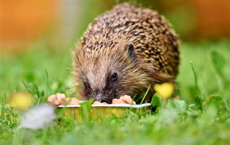 Hannah The Hedgehog