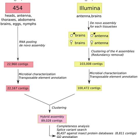 Flow Chart Of The Hybrid Assembly Process Download Scientific Diagram