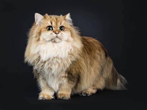 British Longhair Cats Breed Information Temperament Size And Price