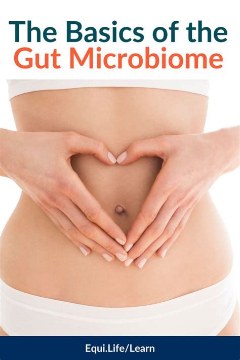 The Basics Of The Gut Microbiome Artofit
