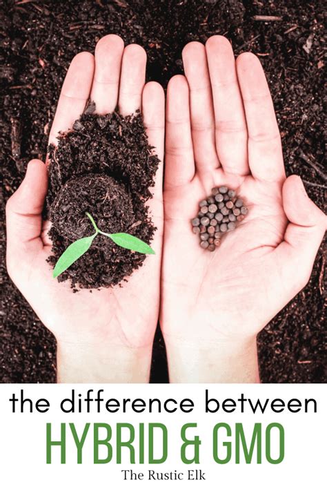 Hybrid Vs Gmo Theres A Difference • The Rustic Elk