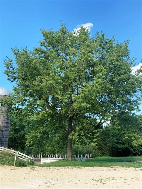 Hackberry — Windbreak Trees
