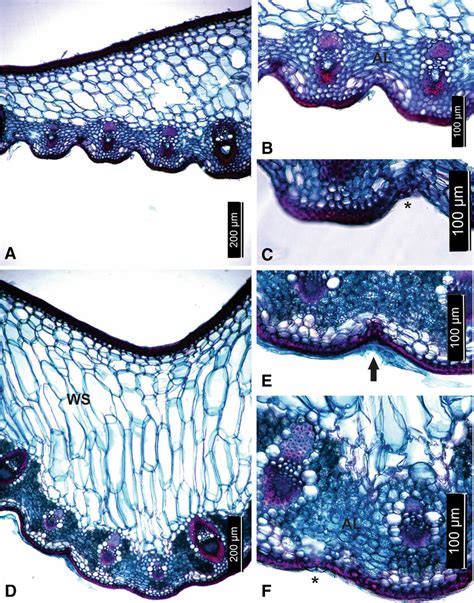 Leaf Anatomy Of Fernseea Optical Microscopy A C Fernseea