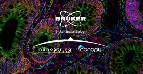 Standard Biotools Squamous Cell Carcinomas Make Up Most Laryngeal