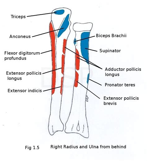 Radius Bone Attachment At William Rohde Blog