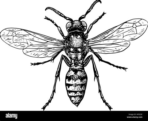 Wasp Scientific Illustration