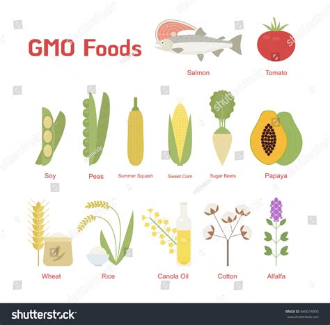 Top Gmo Food Industrial Vector Illustration Stock Vector Royalty Free