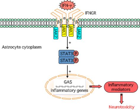 IFN γ signal transduction of human astrocyte neurotoxicity Activation