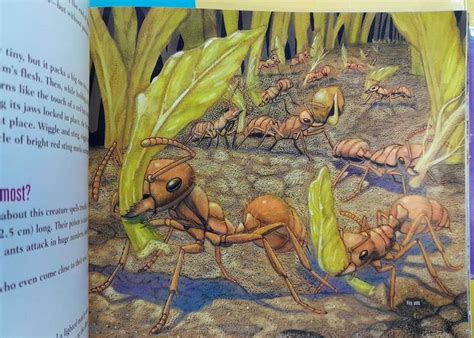 Educational Do Tarantulas Have Teeth Questions And Answers About