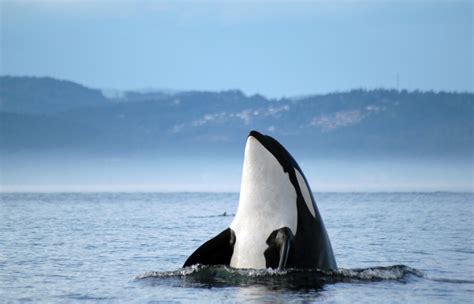 Orca Wallpapers ·① Wallpapertag