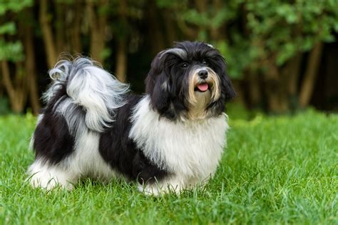 Havanese The Soft Silky Coat Of A Havanese Which Can Come In 16