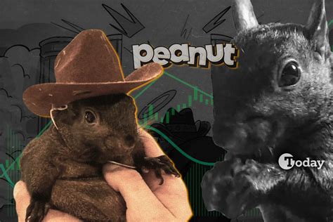Social Media Star Peanut The Squirrel Euthanized Inspires 2 1b Meme Token Türkiye Today