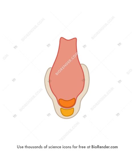 Free Hair Telogen Stage Simplified Follicle Only Icons Symbols