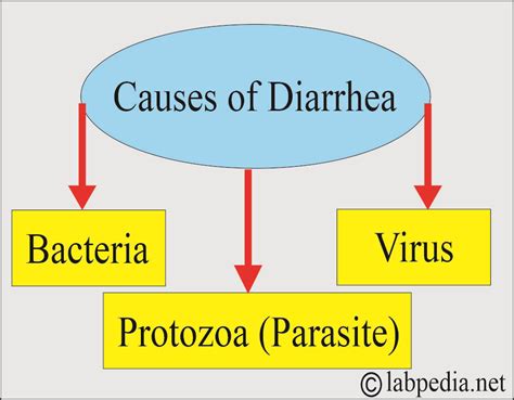 What Causes Cholera And What Does The Causative Agent Do