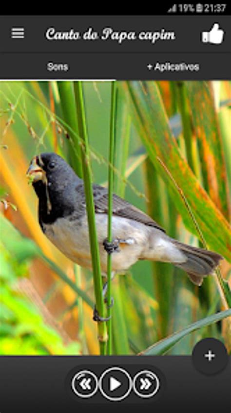 Android 용 Canto Do Papa Capim 다운로드