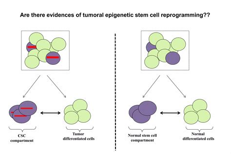 Leukemic Stem Cells Ppt