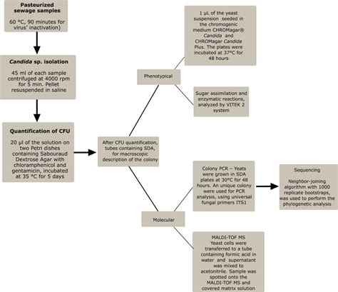 Workflow For Yeasts Identification By Polyphasic Taxonomy Download