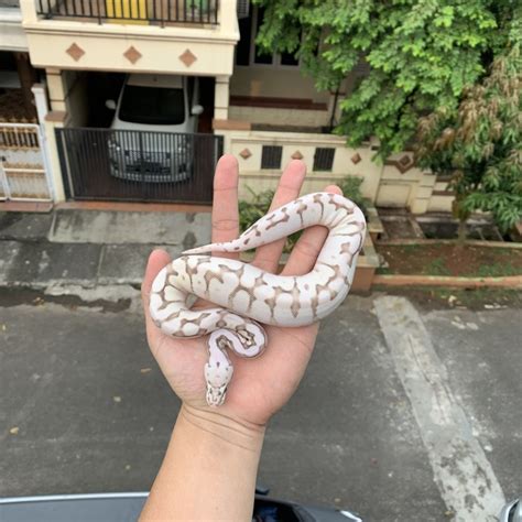 Killer Queen Bee Ball Python