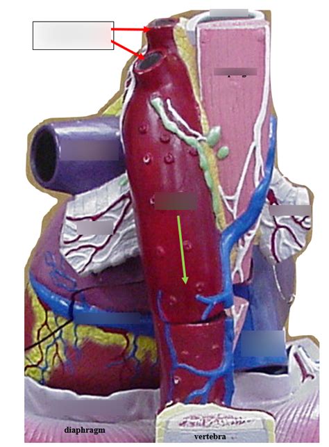 Heart Model 2 Diagram Quizlet