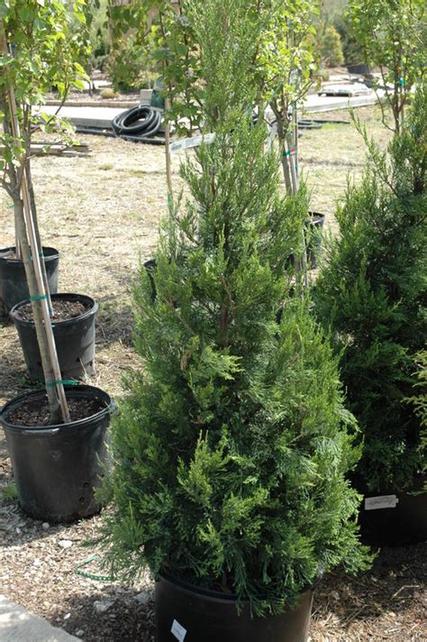 Columnar Hetzi Juniper At Pearline Beard Blog