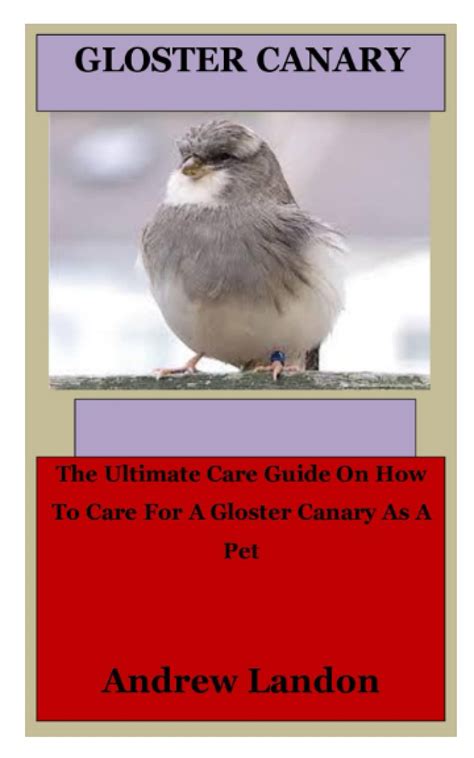Gloster Canary The Ultimate Care Guide On How To Care For A Gloster