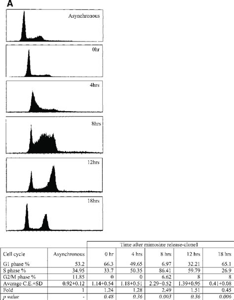 Cell Synchronization Influences The Frequency Of Gene Repair For Both Download Scientific