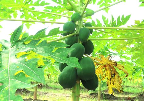 Drip Irrigation Organization For Social Impact And Assessment