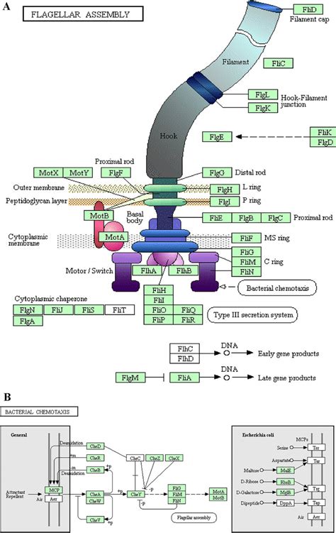 Pathway Maps Of Flagellar Assembly A And Bacterial Chemotaxis B