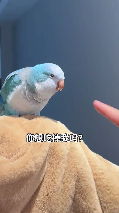 养鸟人看完后劲太大了，现在感觉我家鸟看我都怪怪的 鹦鹉 萌宠 你想活出怎样的人生 Youtube