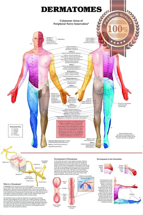 Dermatomes Premium Waterproof Tear Proof Poster Anatomical Diagram Anatomy Chart Wall Diagram
