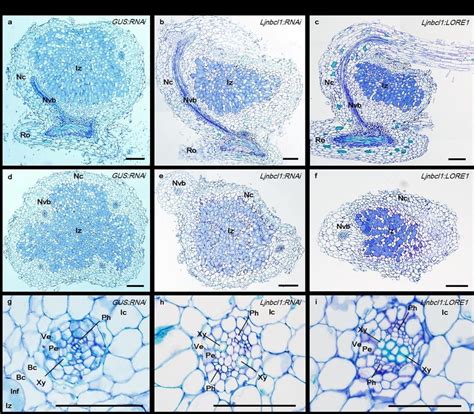 Ljnbcl1 Determinate Nodule Vasculatures Connect To Ectopic Root