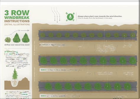 Double Juniper Row Windbreak Guide Includes Drip Line Guide ~ Plan