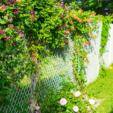 How To Hide An Ugly Chain Link Fence At Walter Whitehead Blog