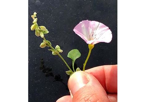 Wild Buckwheat Black Bindweed Cals