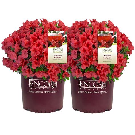 Encore Azalea 1 Gal Autumn Sunset Shrub With Bright Red Flowers 2