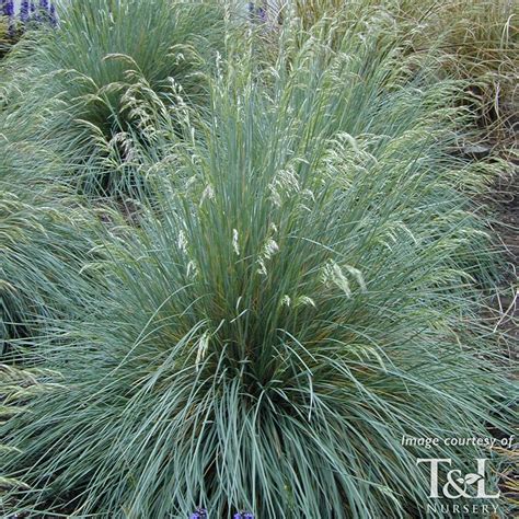 Helictotrichon Sempervirens 1gal Blue Oat Grass Cornell Farm