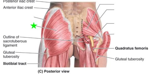 Anatomy Week 10 Flashcards Quizlet