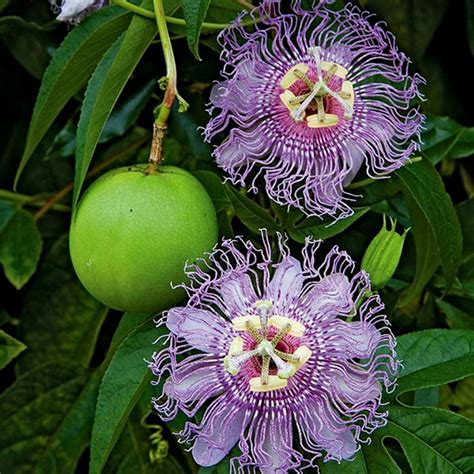 Maypop Purple Passionflower Seeds Passiflora Incarnata Passion Flower Plant Passion Flower