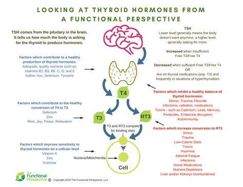 Functional Medicine Video Archives And Webinars The Functional Perspective