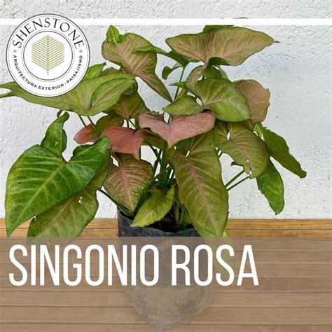 Singonio Rosa