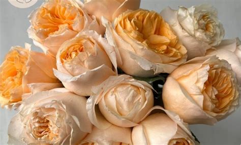 ¿un Ramo De 10 Mil Pesos Conoce Las Flores Más Caras Y Raras Del Mundo