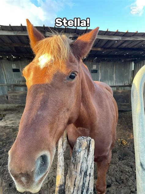 The Horses I Love Riding ️🌸 Horse Stables Cute Cutehorse Youtube