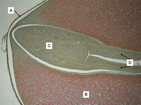 Fruits And Seeds Dicot Seed Ls Ricinus Diagram Quizlet
