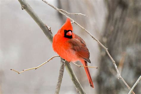 Red Jay Bird Flying