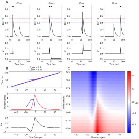 Spike Timing Dependent Plasticity Stdp A Calcium Top And Weight