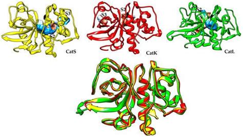 Review Article On Cathepsin S Inhibitors Temitope Akinwumi Ajani