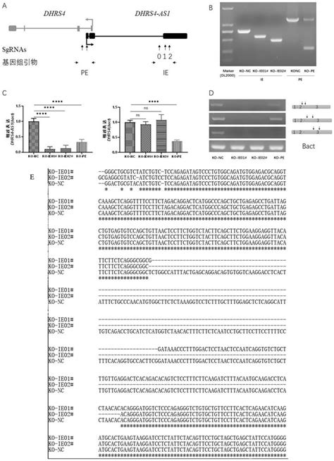 Method For Silencing Long Non Coding Rna Expression And Application Thereof Eureka Patsnap