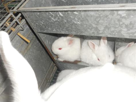 Panonski Zečevi Varaždin