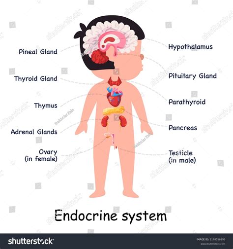 Endocrine System Hormones Glands Body Anatomical Stock Vector Royalty