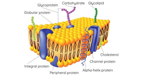 Rangkuman Biologi Sma Kelas 12 Dari Metabolisme Sampai Bioteknologi